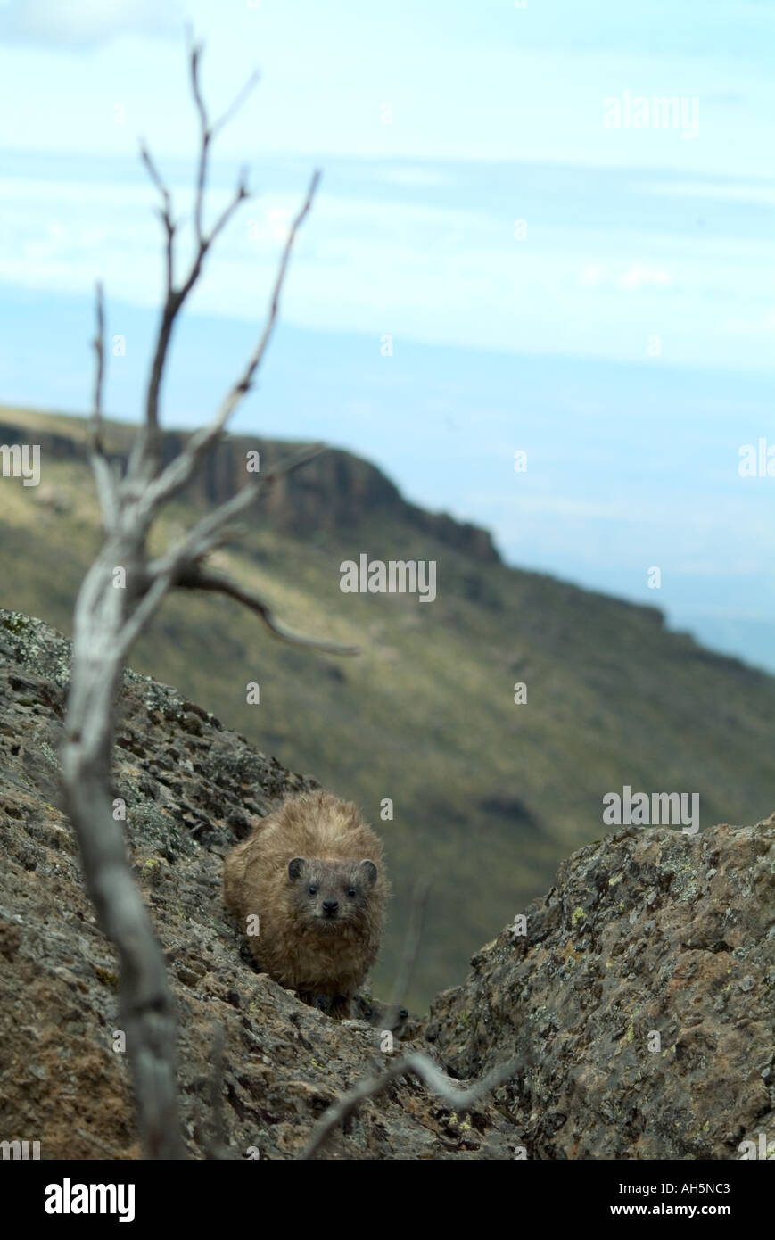 Dussie High Resolution Stock Photography and Images - Alamy