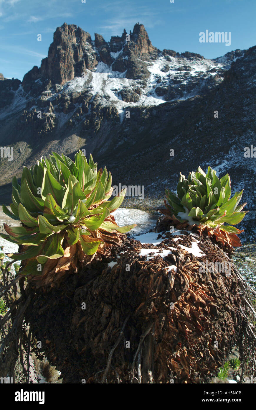 Vegetation on Mount Kenya, Kenya, Africa Stock Photo - Alamy