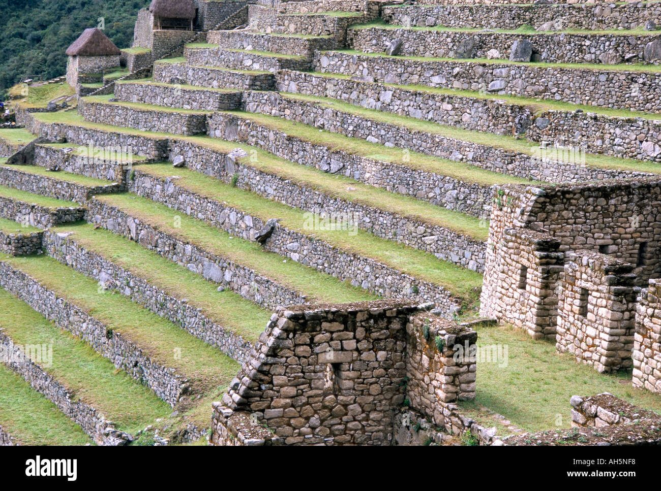 Agricultural terraces in ruins of Inca site Machu Picchu UNESCO World ...