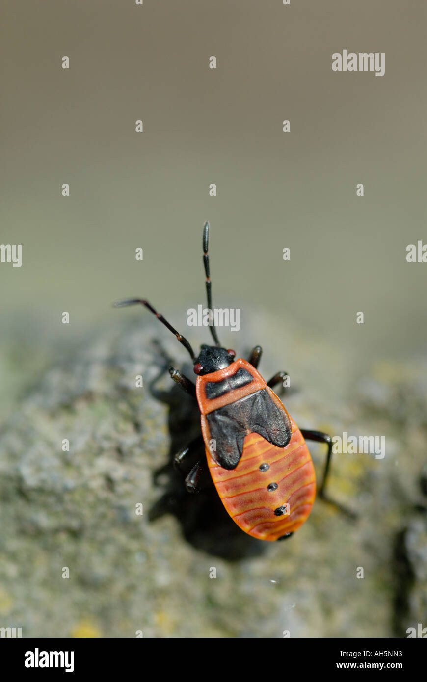 Fire Bug (Pyrrhocoris apterus) nymph Stock Photo - Alamy