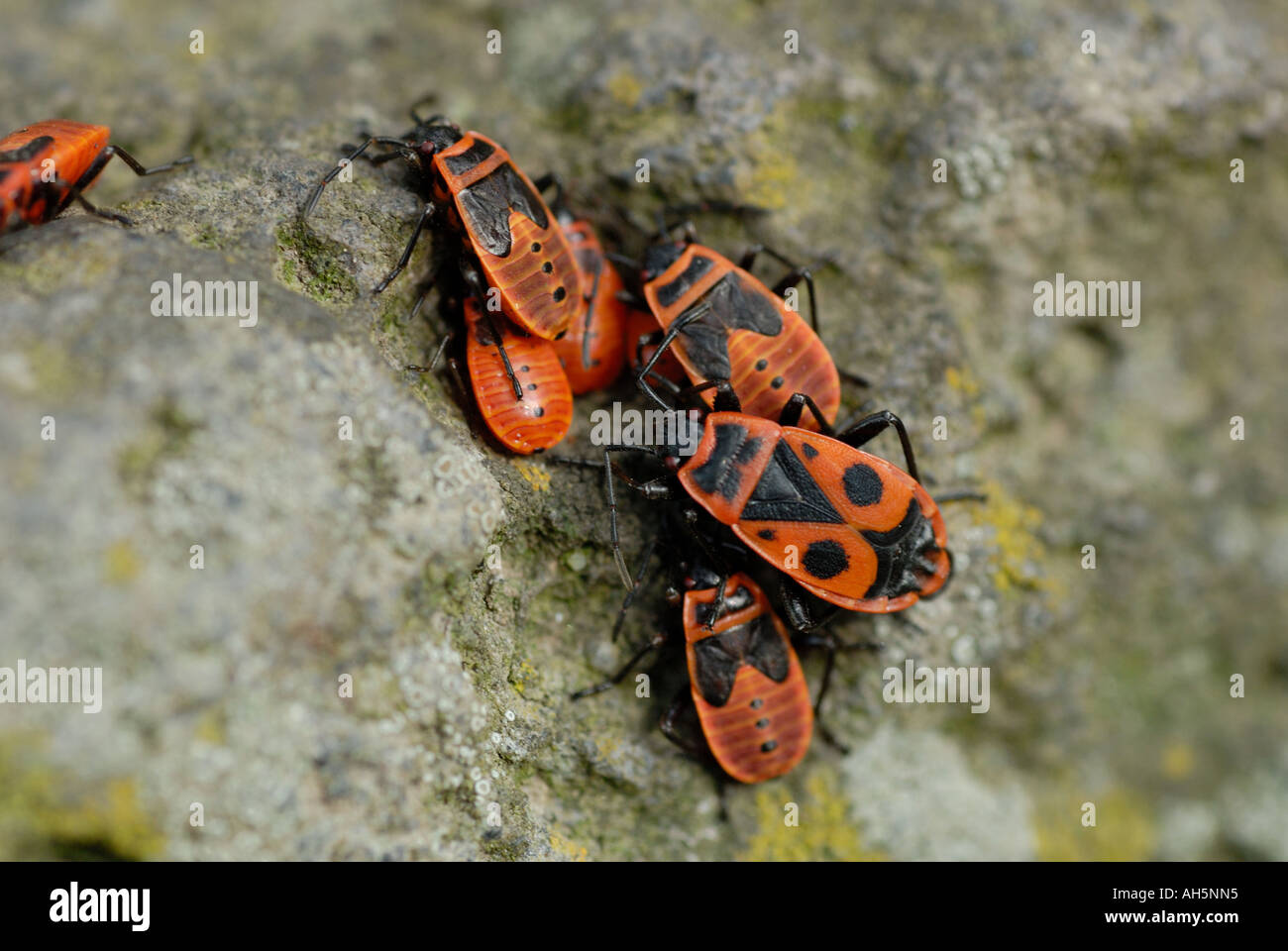 Fire Bug (Pyrrhocoris apterus) in various development stages Stock ...