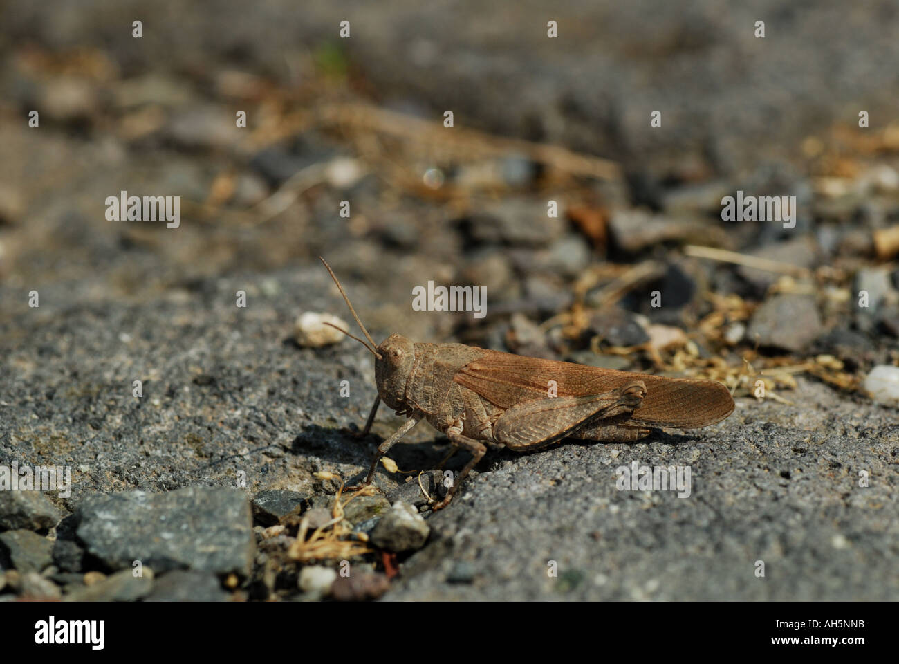 Red-winged Grasshopper (Oedipoda germanica) which is a very heat-loving ...