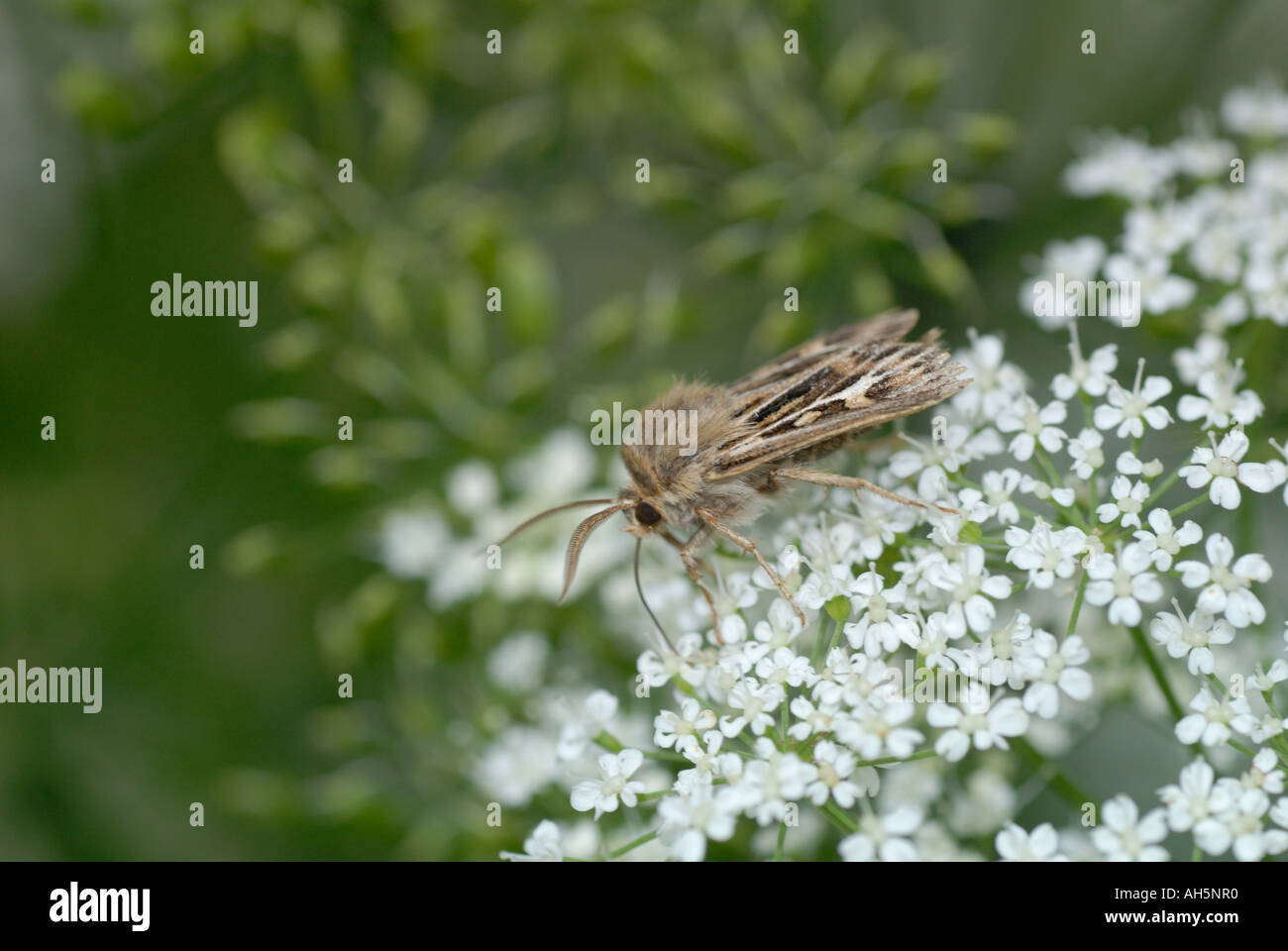 Antler Moth (Cerapteryx graminis Stock Photo - Alamy