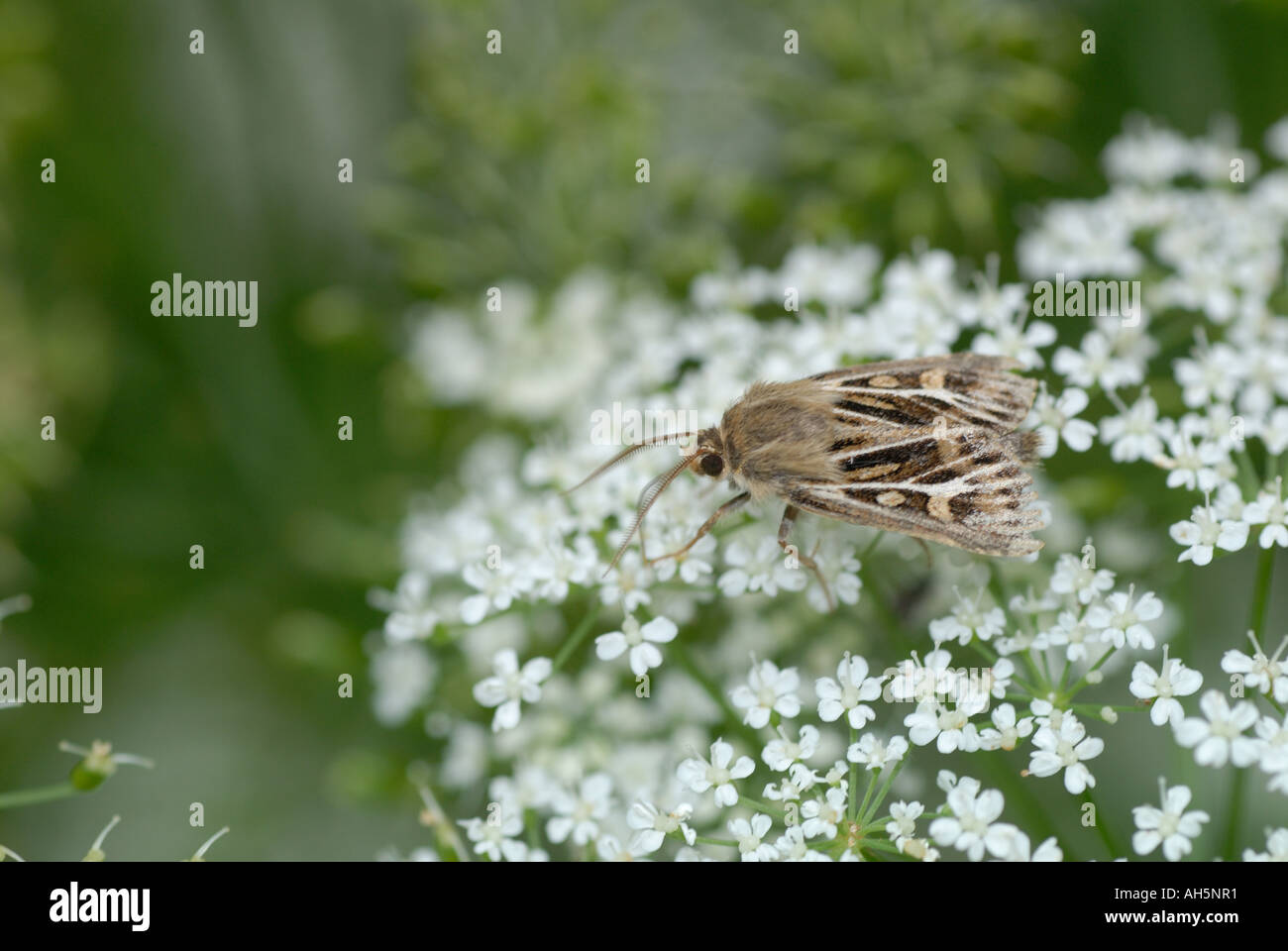 Antler moth hi-res stock photography and images - Alamy