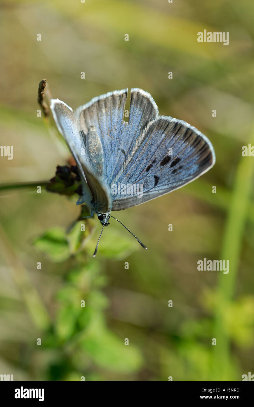 Large Blue (Maculinea arion) resting Stock Photo - Alamy