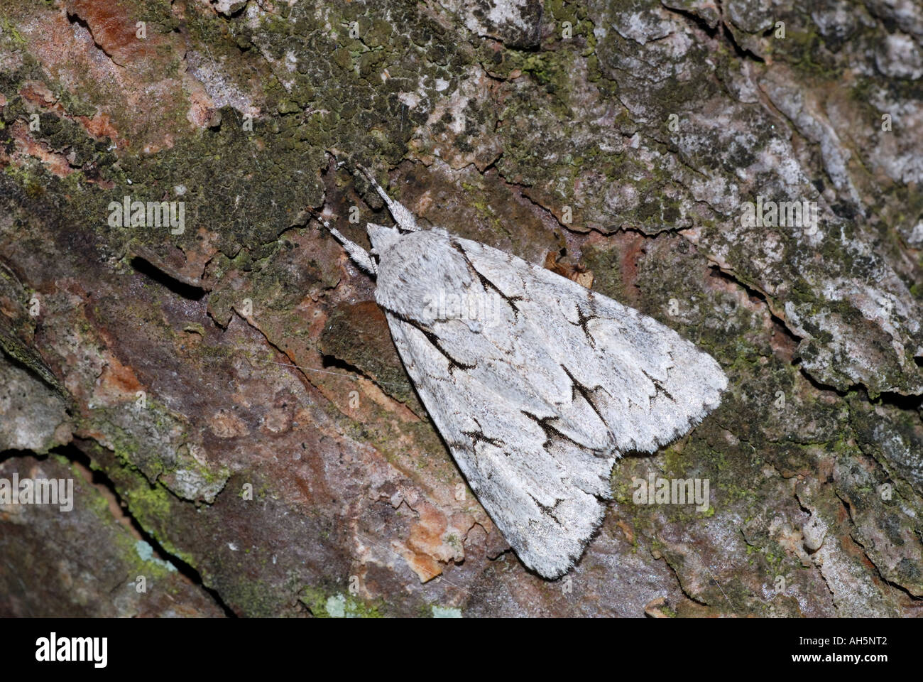 Grey Dagger Moth (Acronicta psi Stock Photo - Alamy