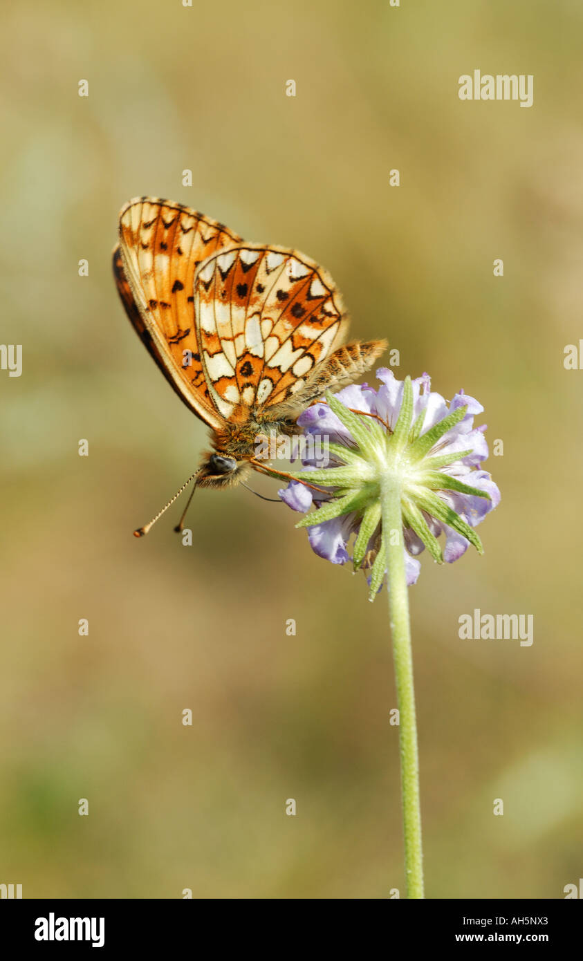 Small Pearl-bordered Fritillary (Clossiana selene Stock Photo - Alamy
