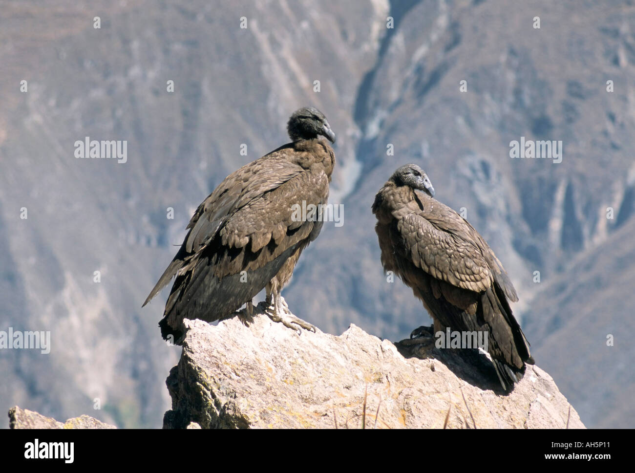 Two condors at Cruz del Condor Colca Canyon Peru South America Stock ...