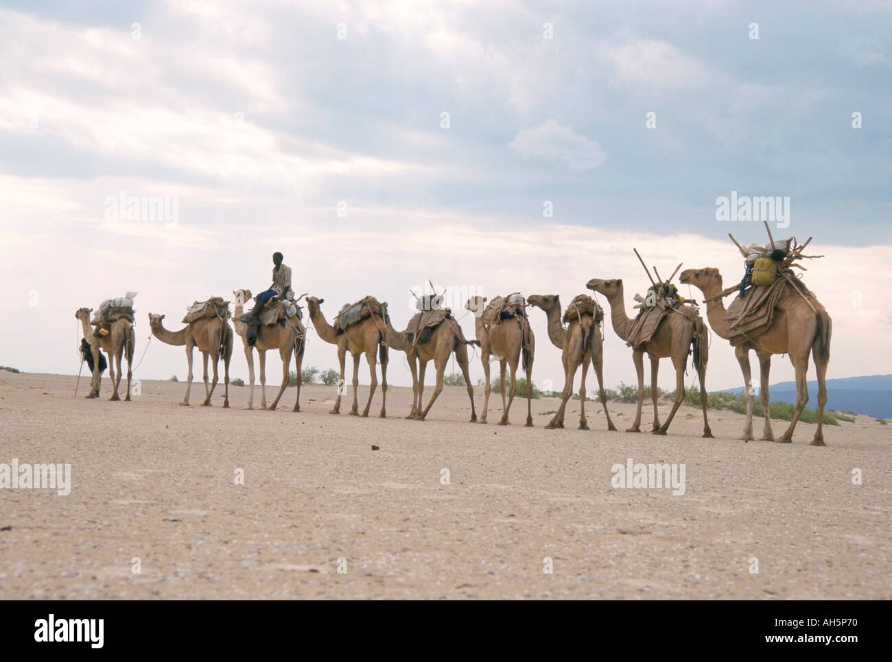 Camel train led by Afar nomad in very hot and dry desert Danakil ...