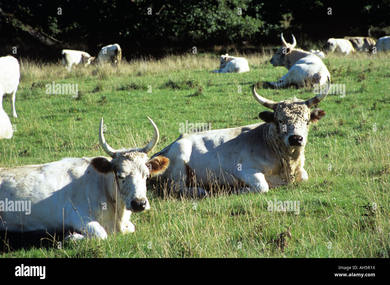 Chillingham wild cattle chillingham castle hi-res stock photography and ...