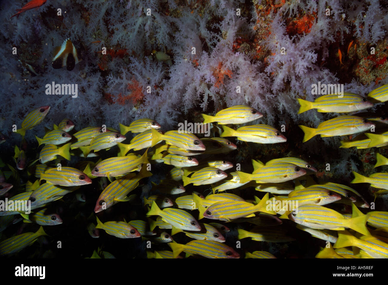 Maldives South Ari Atoll Maalhos School Of Blue Stripped Snapper Fishes ...