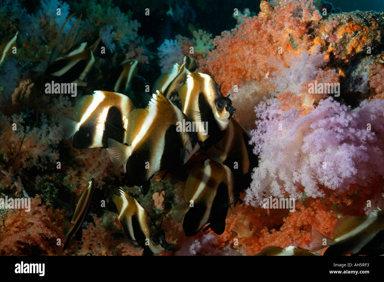 Maldives South Ari Atoll Maalhos School Of Phantom Bannerfish Heniochus ...