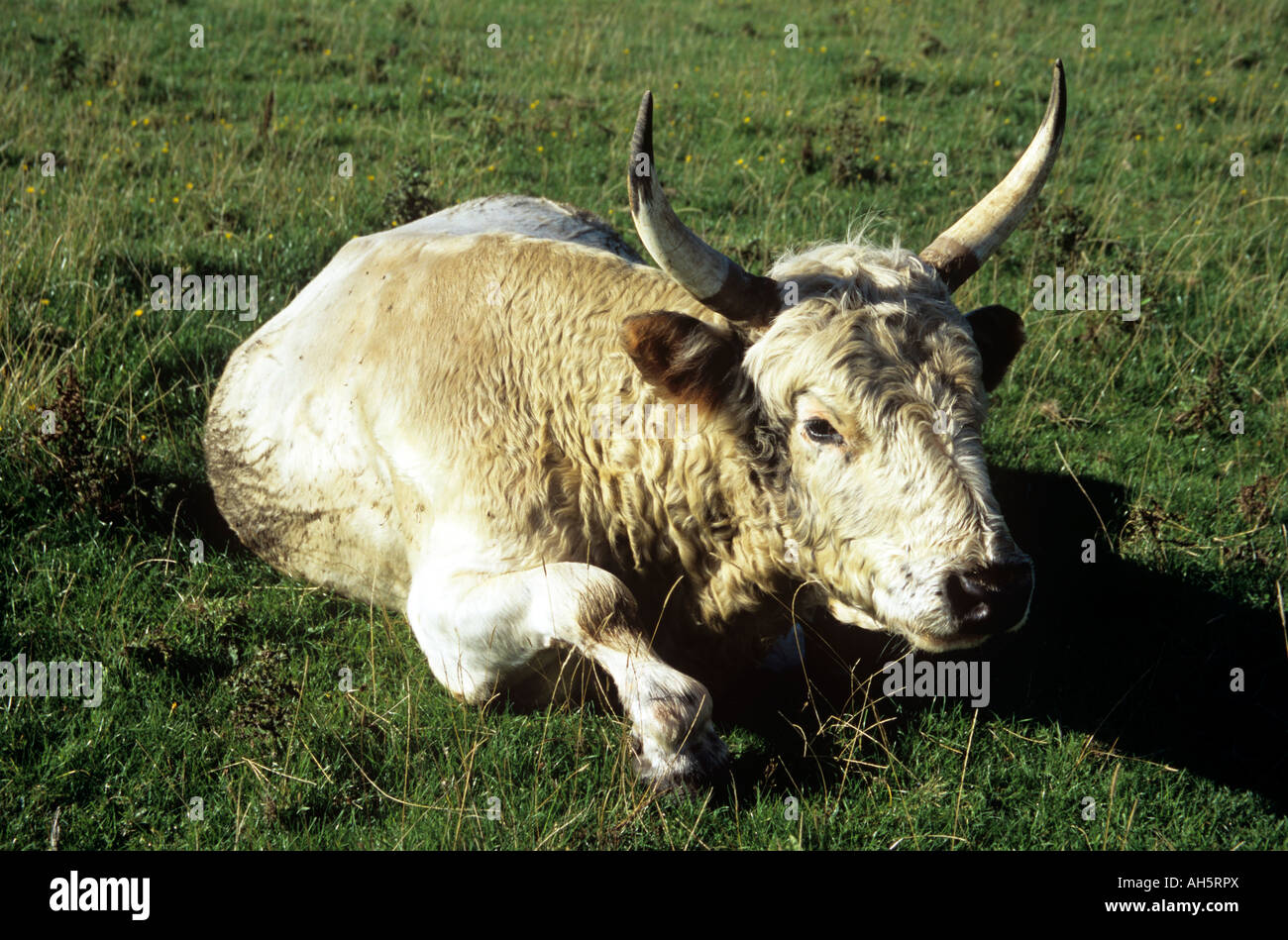 Chillingham Wild Cattle Stock Photos & Chillingham Wild Cattle Stock ...