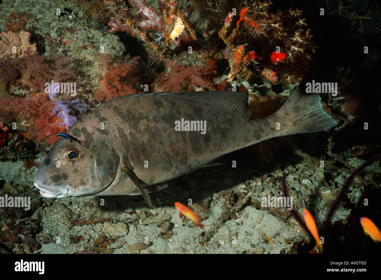 Maldives South Ari Atoll Maalhos A Brown Sweetlips Plectorhinchus ...