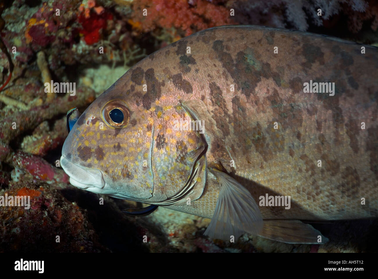 Brown Sweetlips (Plectorhinchus gibbosus) swims in tropical waters ...