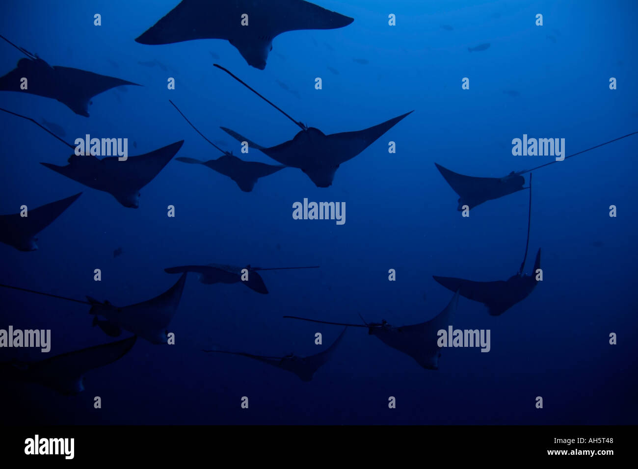 Maldives South Male Atoll Kandooma School Of Spotted Eagle Rays ...