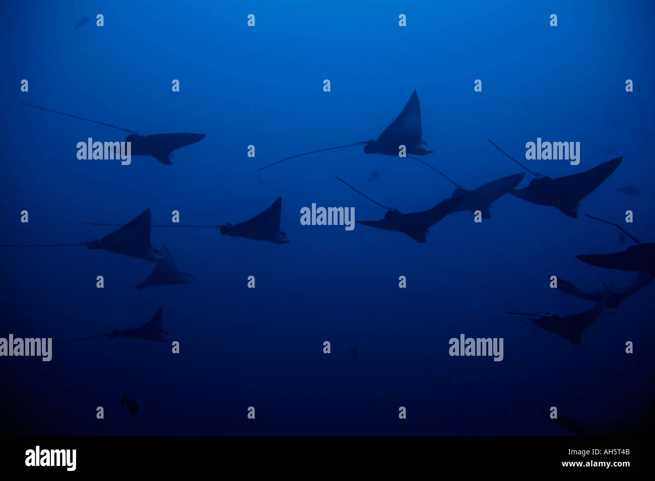 Maldives South Male Atoll Kandooma School Of Spotted Eagle Rays ...