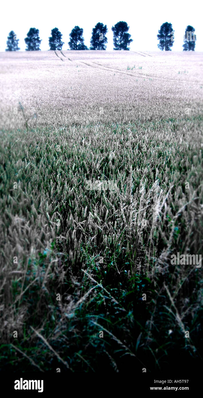 Suffolk landscape fields hi-res stock photography and images - Alamy