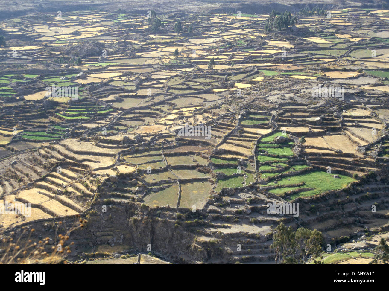 Aerial view of Inca terraces Colca Canyon Chivay Peru South America ...