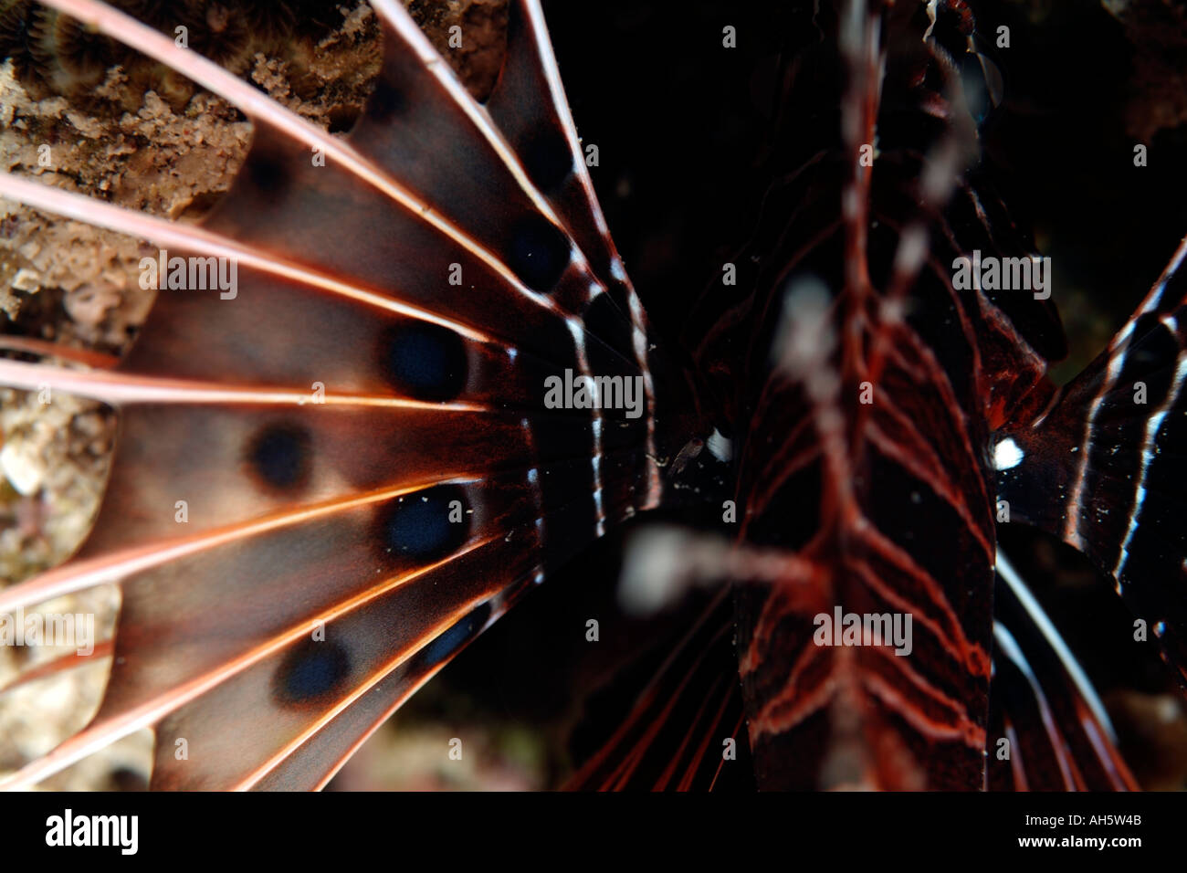 Tail Of Lionfish High Resolution Stock Photography and Images - Alamy