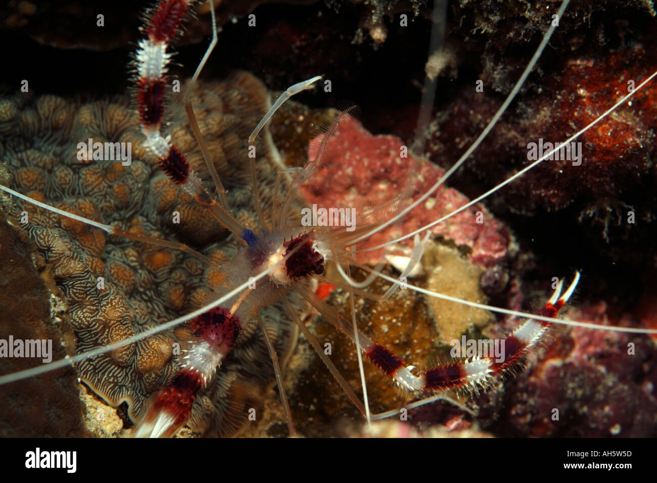 Maldives Male Atoll Kouramaticut A Banded Boxer Shrimp Stenopus ...