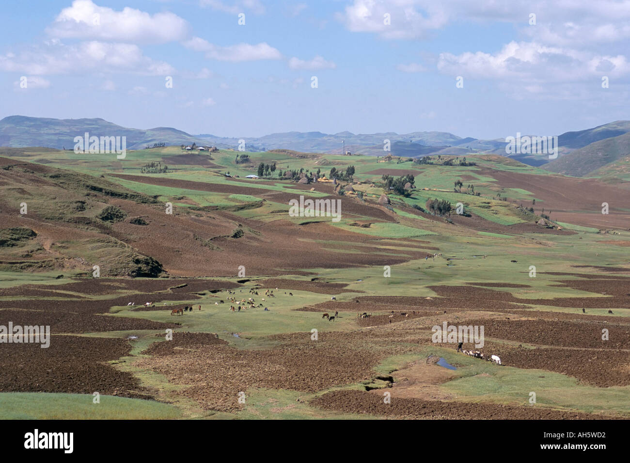 Dessie and ethiopia hi-res stock photography and images - Alamy