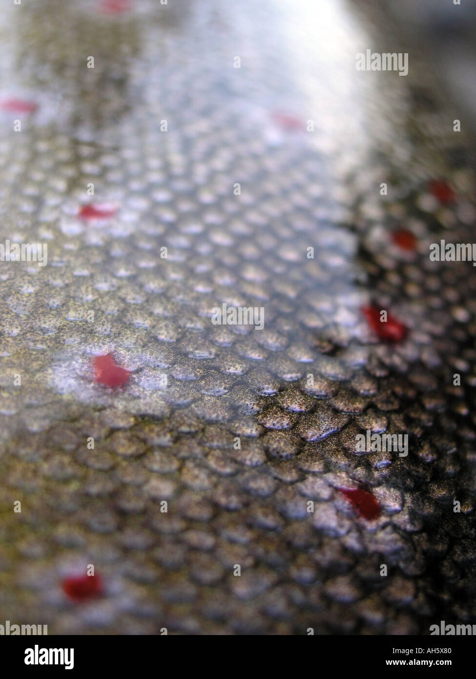 Rainbow Trout Skin Stock Photo - Alamy