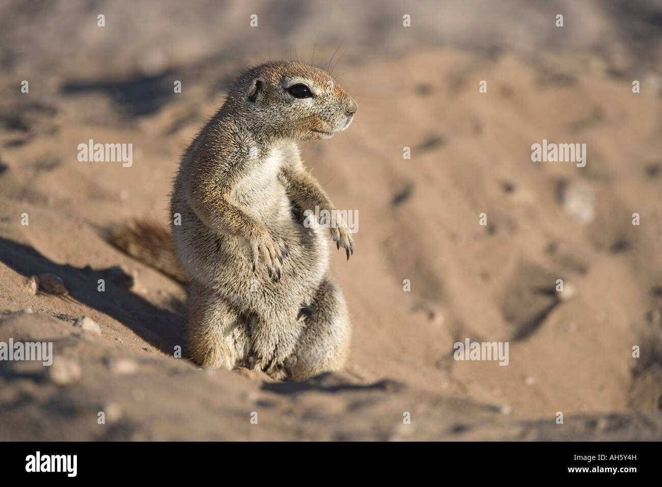 Ground squirrel Xerus inauris Kgalagadi Transfrontier Park South Africa ...
