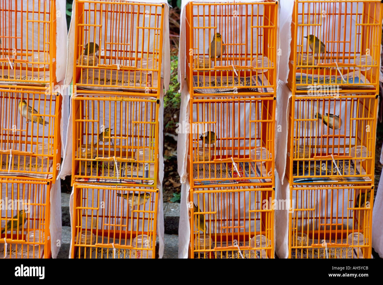Caged birds for sale Yuen Po Street Bird Garden Mong Kok Kowloon Hong ...