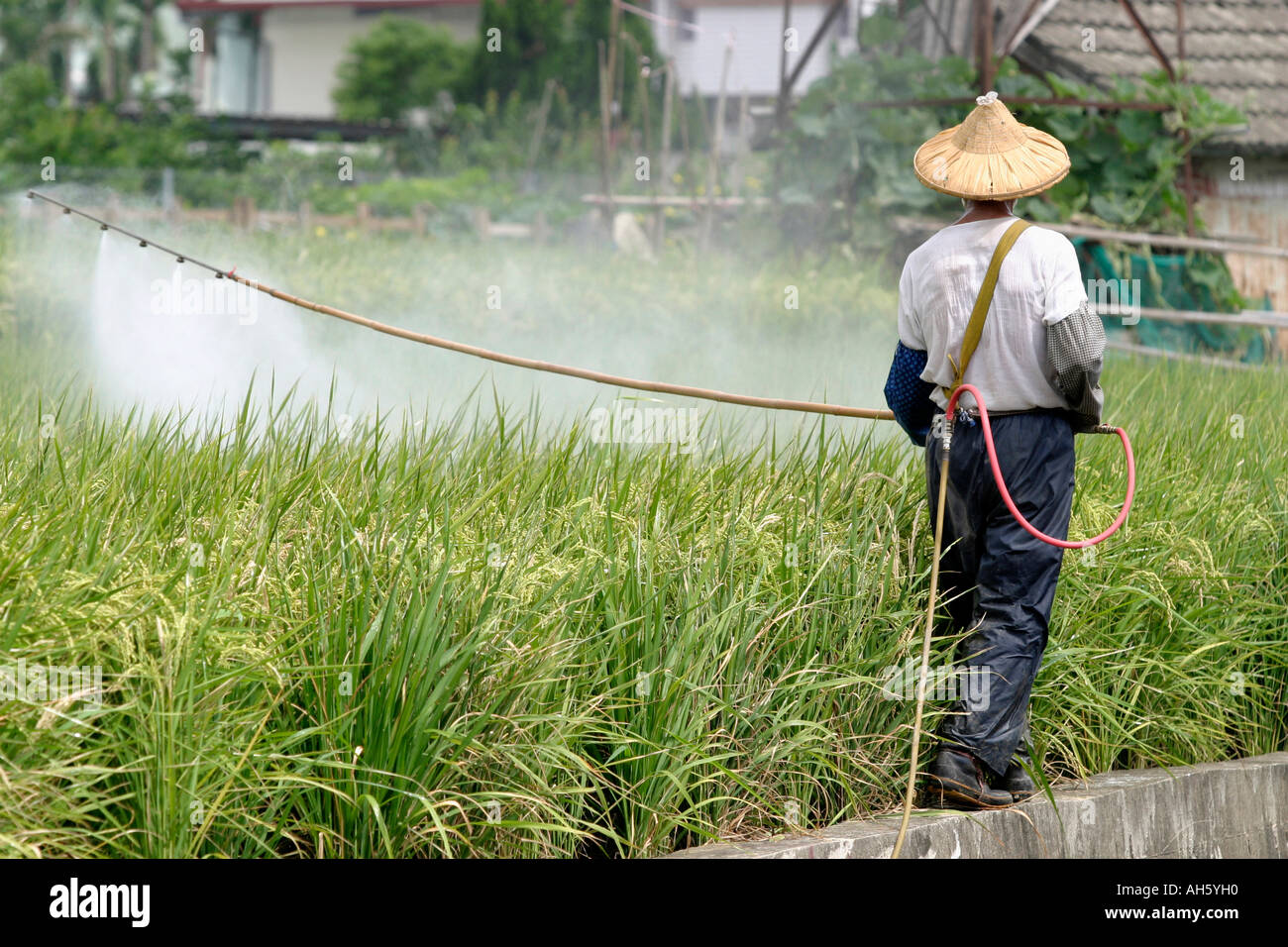 Farmer spraying pesticide on rice field Stock Photo - Alamy
