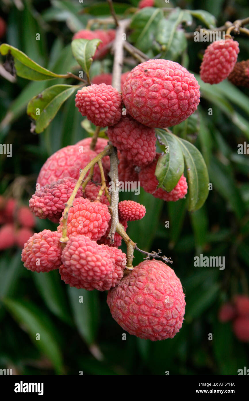 Litchi nut hi-res stock photography and images - Alamy