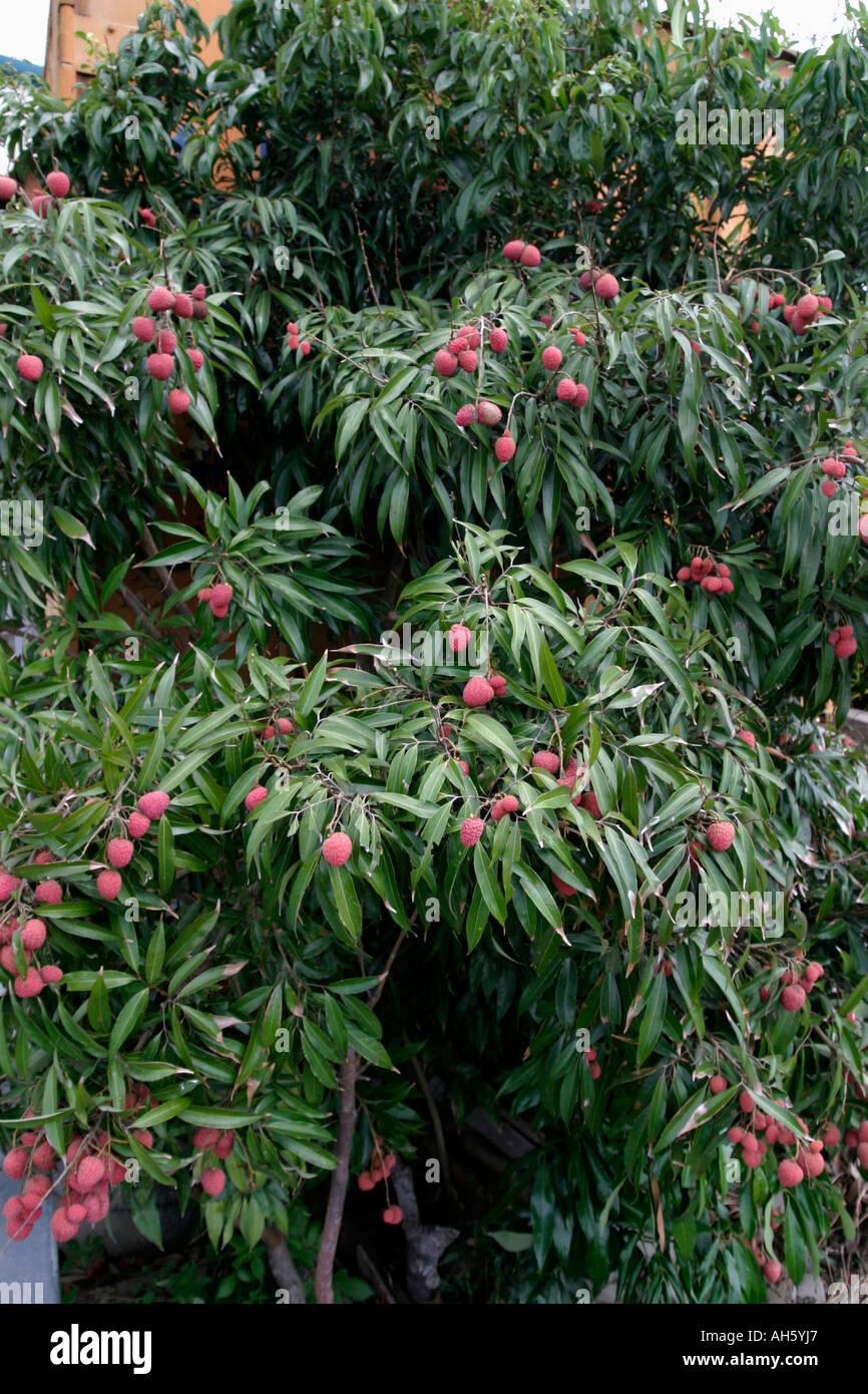 Litchi nut hi-res stock photography and images - Alamy