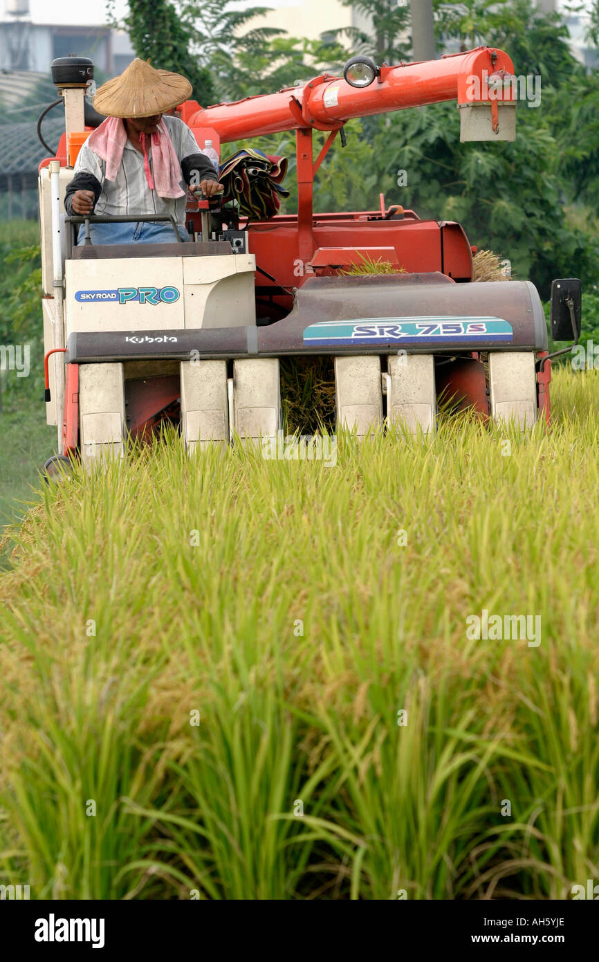 Asia farmer is cutting rice crop by machine Stock Photo - Alamy