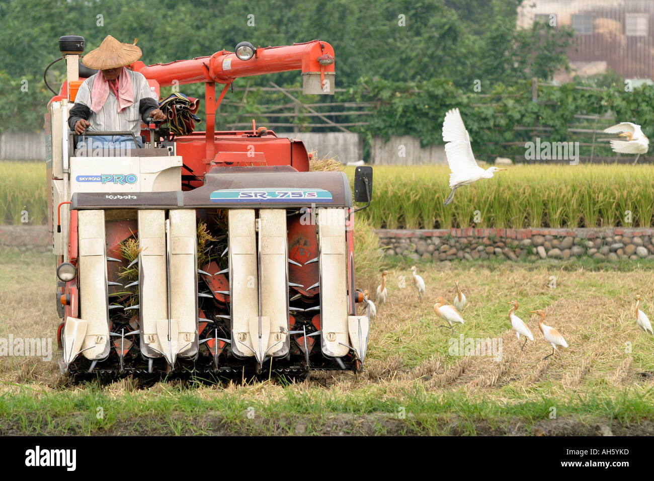 Asia farmer is cutting rice crop by machine while yellow egrets look ...