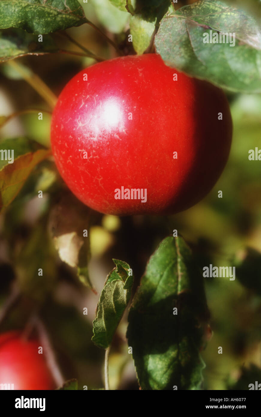 Red apple on tree Stock Photo - Alamy