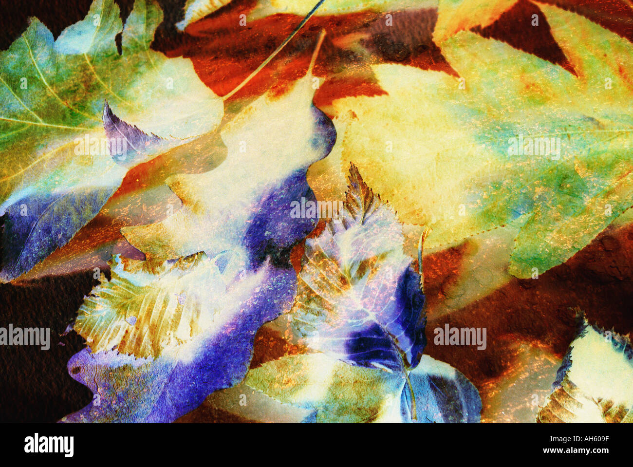 Multi coloured leaf montage Stock Photo - Alamy