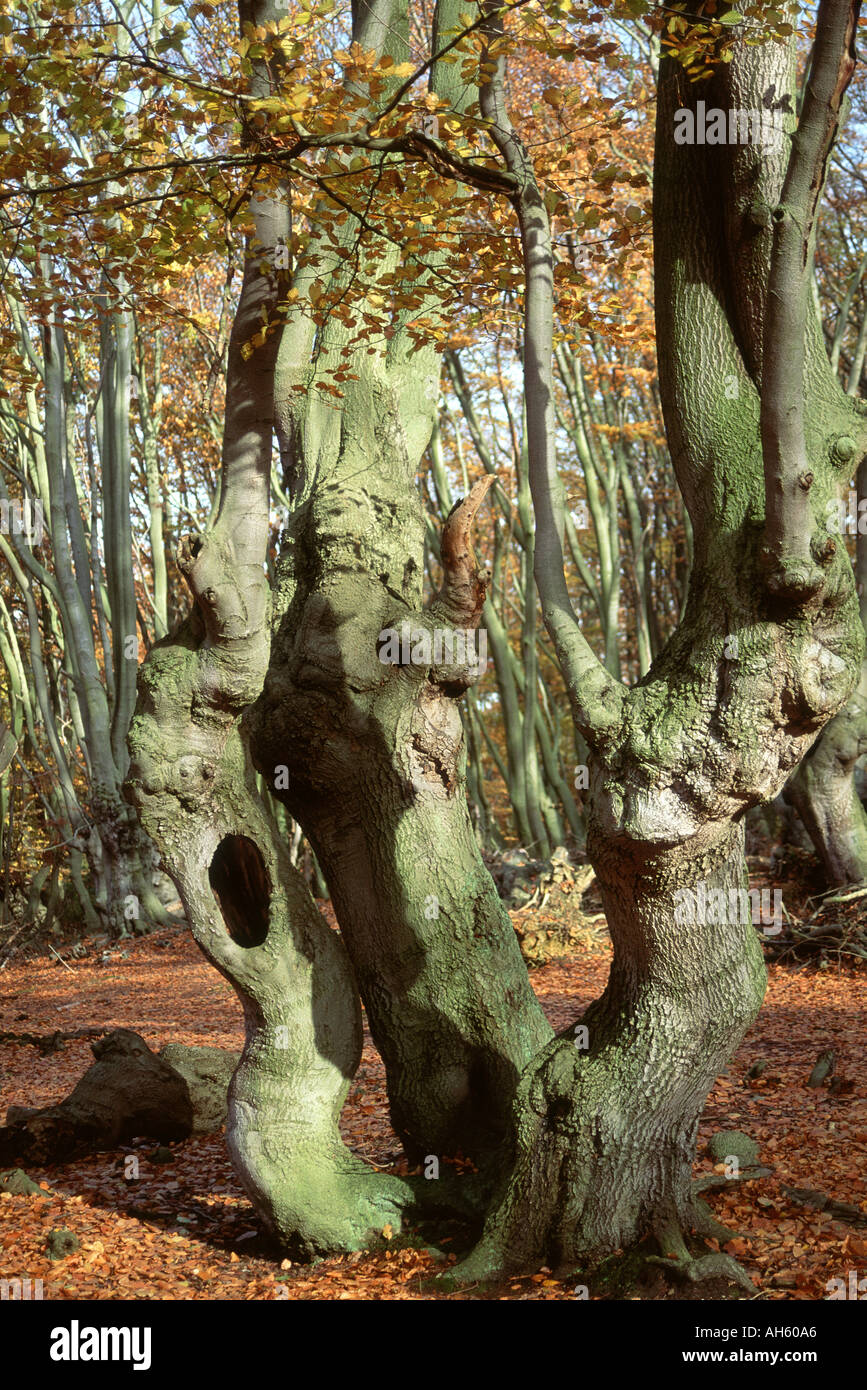 Pollard tree winter wood hi-res stock photography and images - Alamy