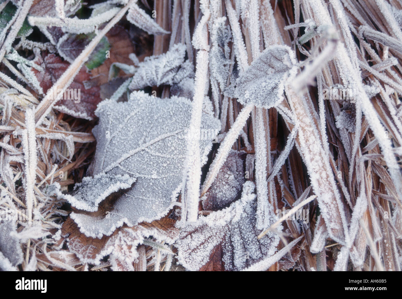 Frosty leaves and grasses on ground Stock Photo - Alamy