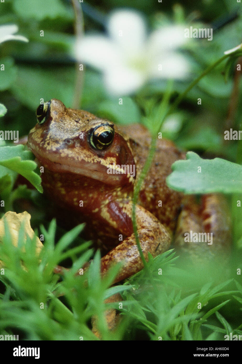 Common garden frog in green pastures Stock Photo - Alamy