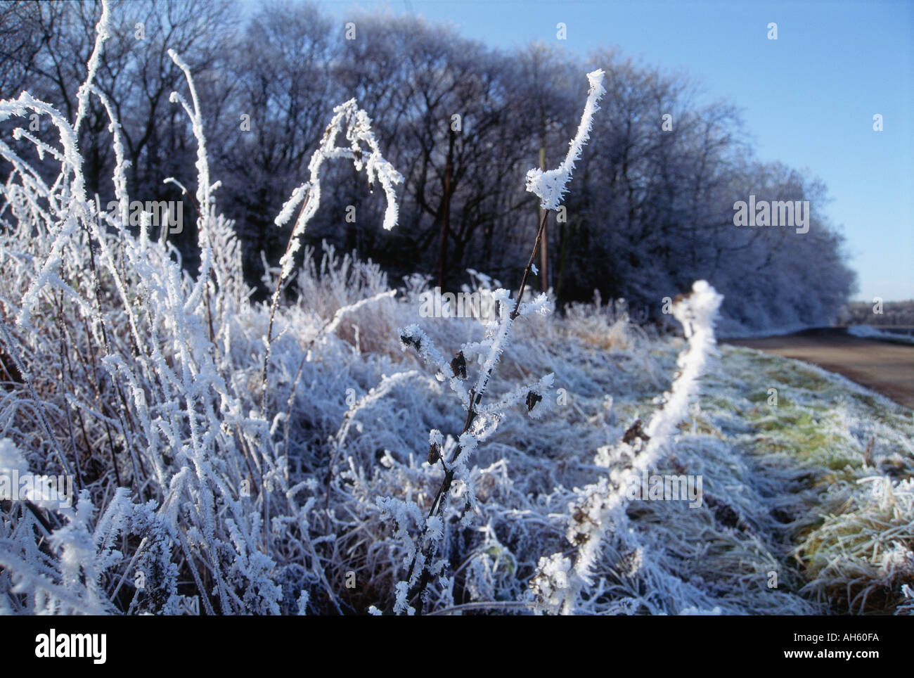 Heavy frost on countryside hedgerow Stock Photo - Alamy