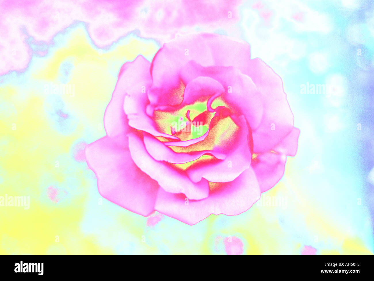 Rose effect hi-res stock photography and images - Alamy