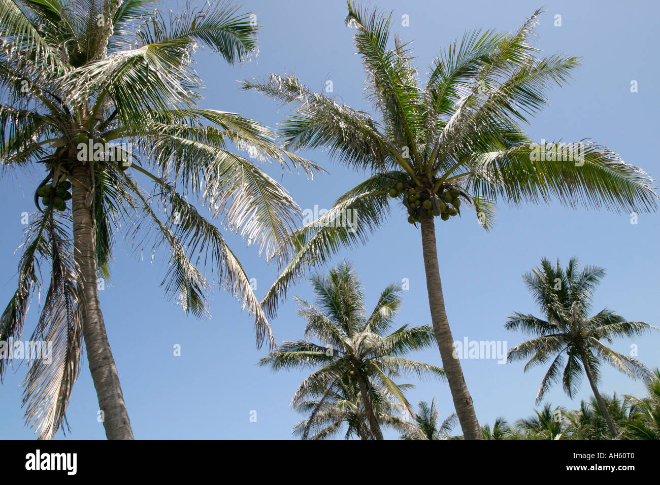 Coco tree and coconut at beach Stock Photo - Alamy