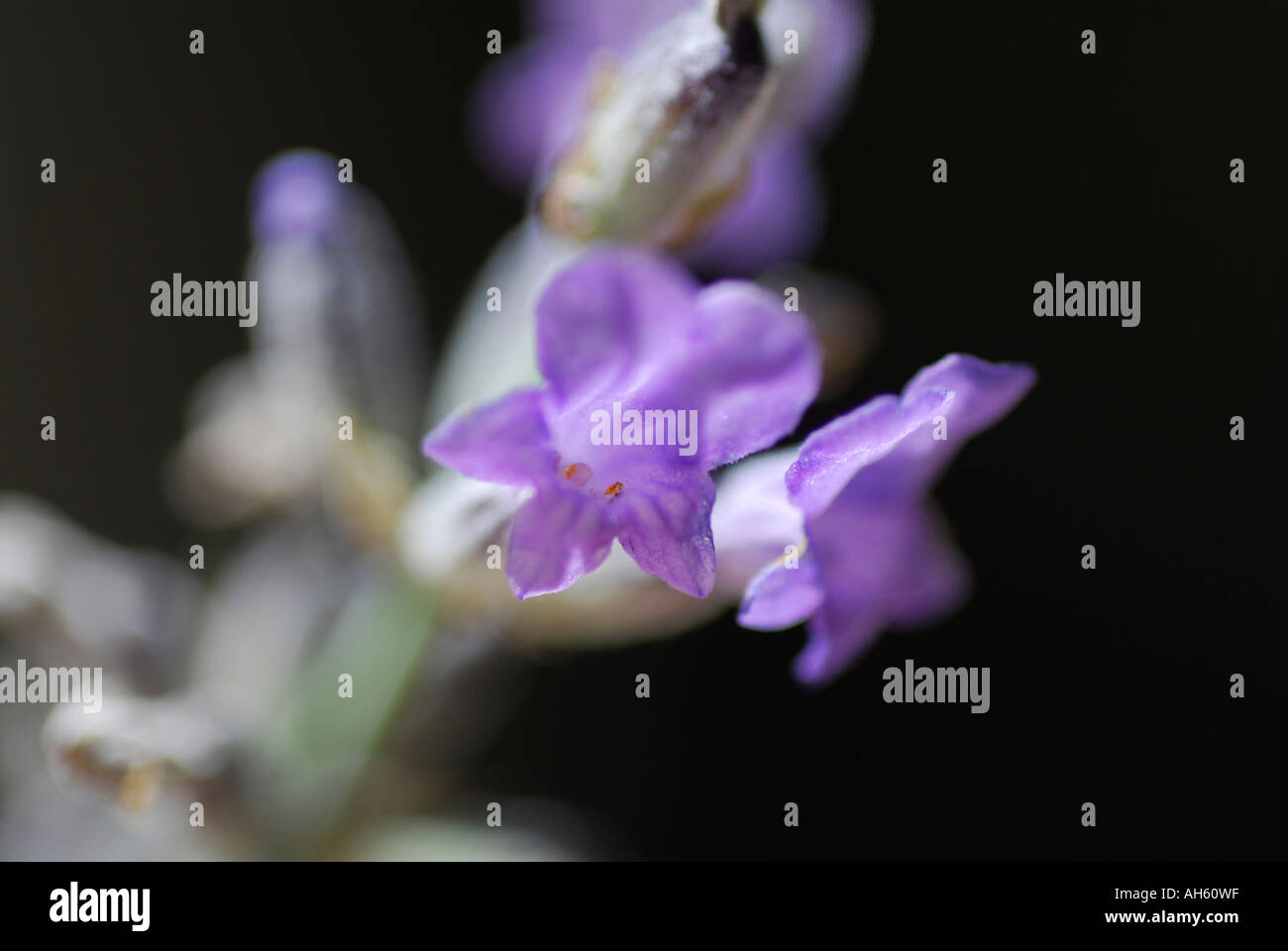 Bees eye view hi-res stock photography and images - Alamy