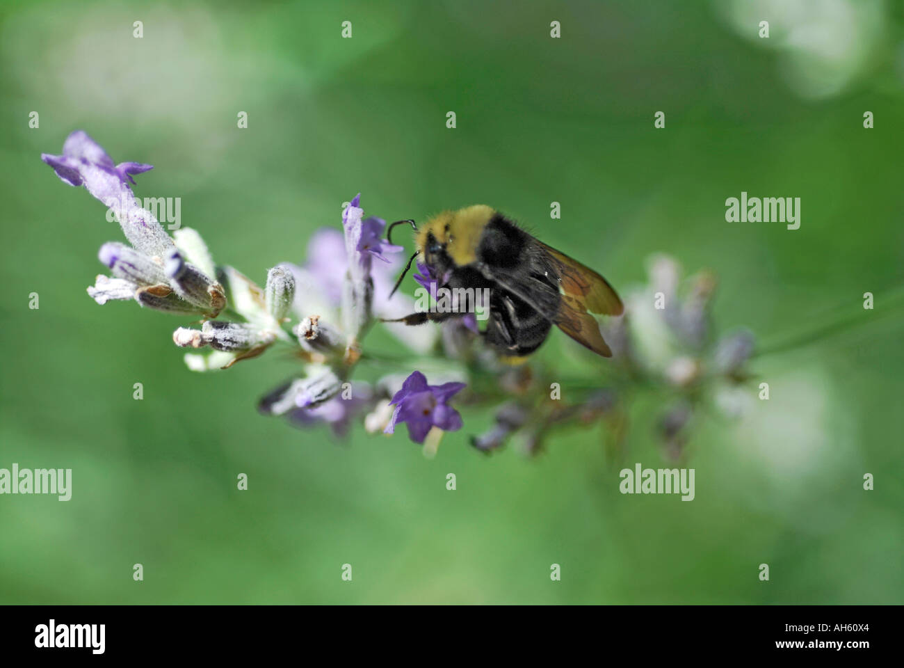 "Bumble bee collecting lavender pollen Stock Photo - Alamy