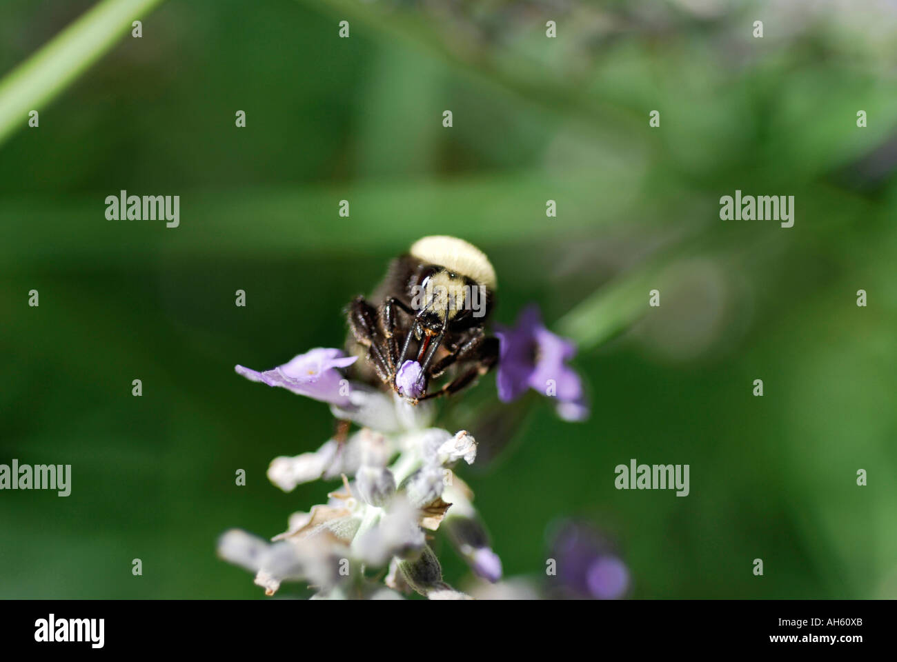 "Bumble bee collecting lavender pollen Stock Photo - Alamy