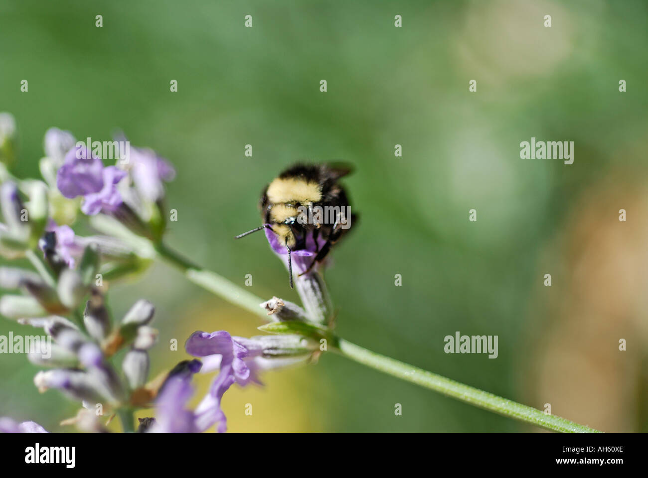 "Bumble bee collecting lavender pollen Stock Photo - Alamy