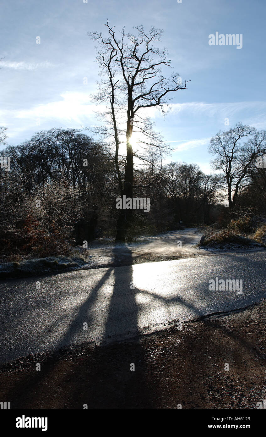 Large tree casting shadow hi-res stock photography and images - Alamy