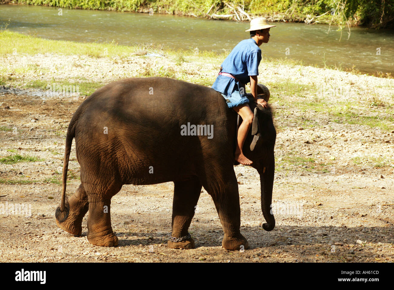 Elephant baby trainer hi-res stock photography and images - Alamy