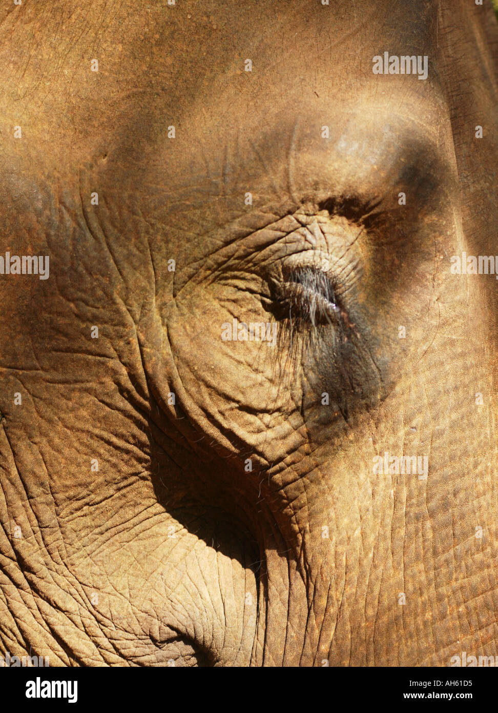 Elephants eye Stock Photo - Alamy