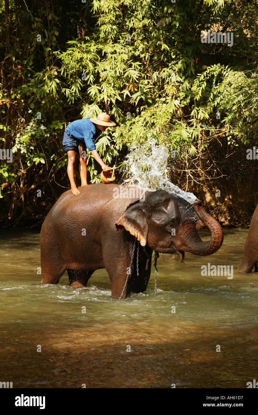 Elephant being washed Stock Photo - Alamy